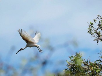 Muôn sắc chim rừng ở Trà Sư - ThienNhien.Net | Con người và Thiên nhiên
