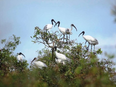 Muôn sắc chim rừng ở Trà Sư - ThienNhien.Net | Con người và Thiên nhiên