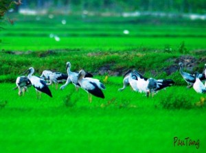 Muôn sắc chim rừng ở Trà Sư - ThienNhien.Net | Con người và Thiên nhiên