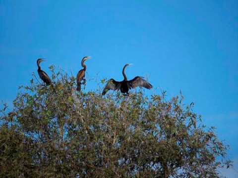 Muôn sắc chim rừng ở Trà Sư - ThienNhien.Net | Con người và Thiên nhiên