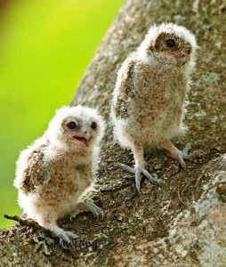 Cú mèo - ThienNhien.Net | Con người và Thiên nhiên