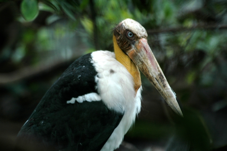 Giải cứu cá thể Già đẫy Java quý hiếm - ThienNhien.Net | Con người và ...