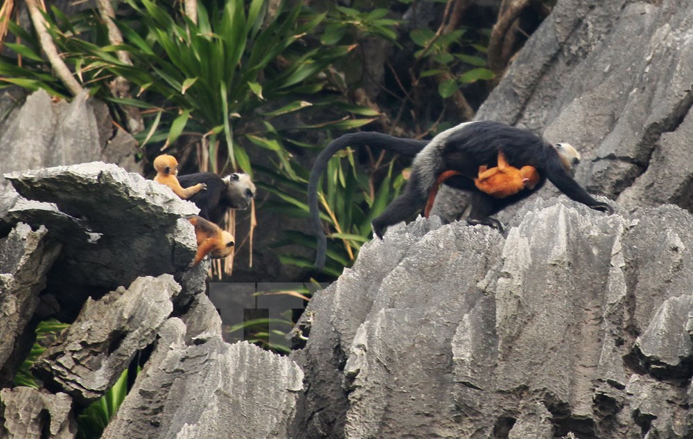 Voọc Cát Bà vào danh sách những loài cực kỳ nguy cấp - ThienNhien.Net ...