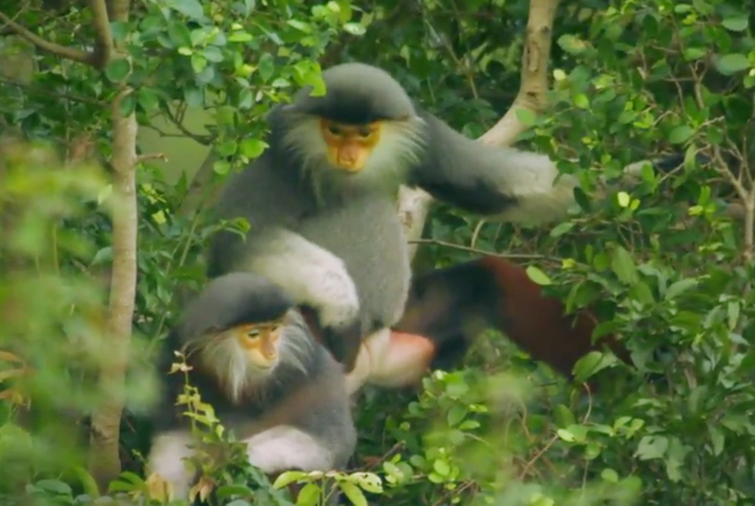 Voọc Chà vá chân nâu Sơn Trà lên National Geographic - ThienNhien.Net ...