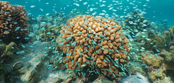 San hô khỏe hơn khi được bổ sung “sữa chua” - ThienNhien.Net | Con ...