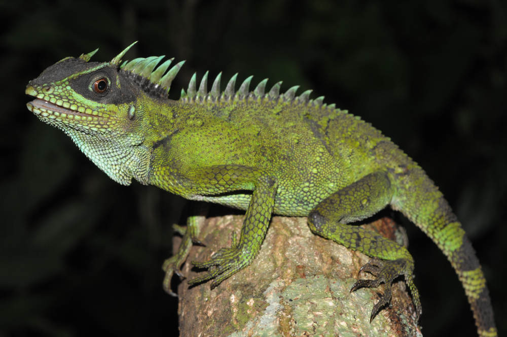 Thành lập hành lang đa dạng sinh học ở Việt Nam: Thách thức và khuyến ...