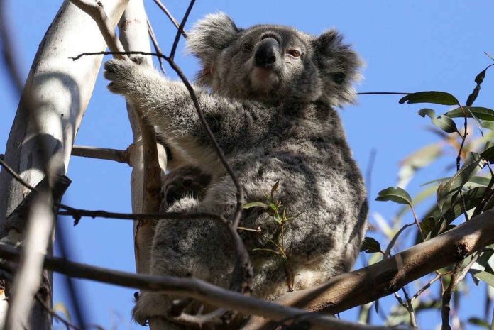 Gấu Koala có nguy cơ tuyệt chủng ở Australia - ThienNhien.Net | Con ...