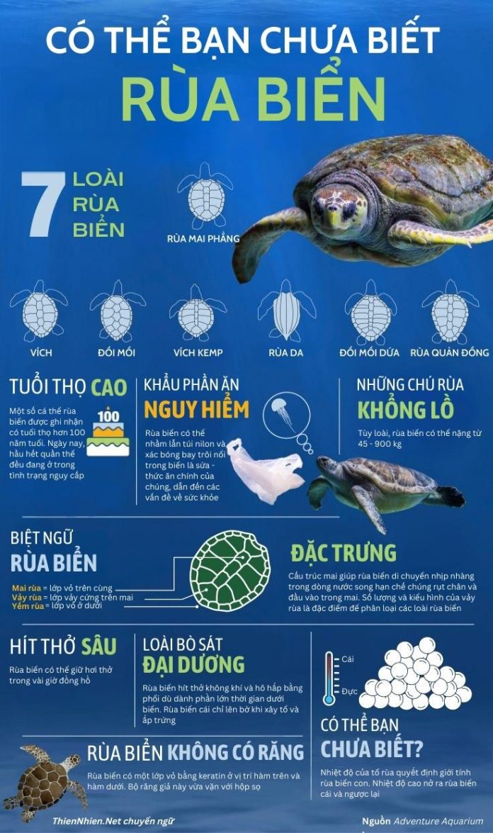 Có thể bạn chưa biết - Rùa biển - ThienNhien.Net | Con người và Thiên nhiên